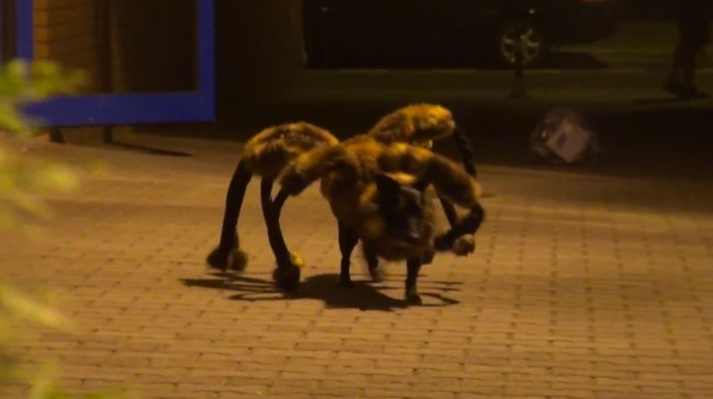 The fun you can have with a Dog wearing a custom made spider costume ...