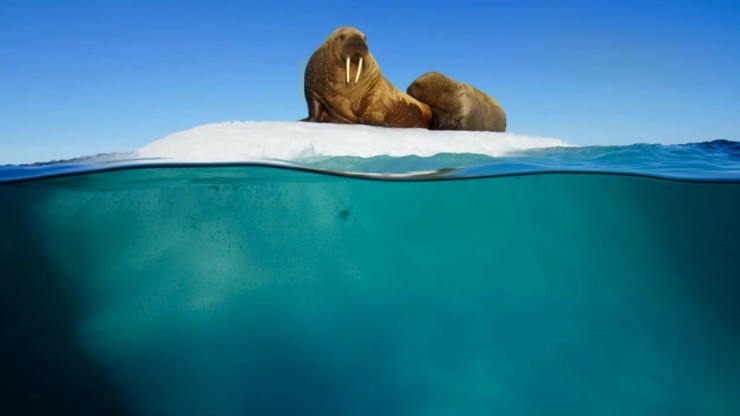 Blue Planet II Blu-ray 4K Review - Impulse Gamer