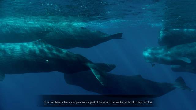 Beyond Blue PC Review - Impulse Gamer