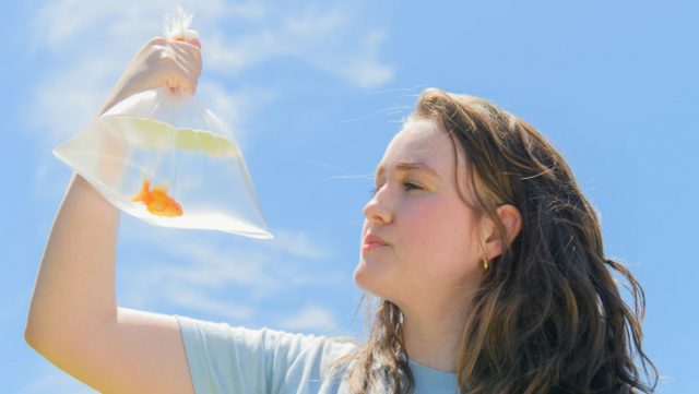 MICF 2023: Grace Jarvis This Is The Last Goldfish That I Am Going to ...